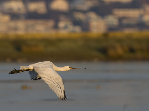 Spoonbill | The Wildlife Trusts