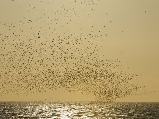 Wintering waders | The Wildlife Trusts