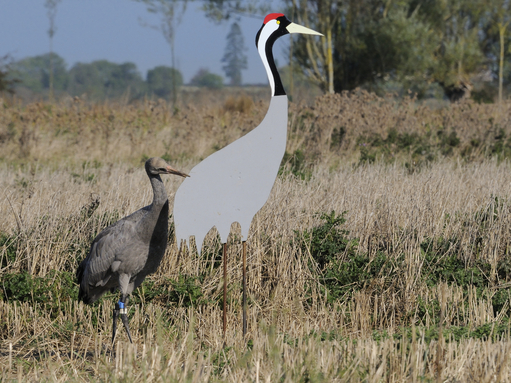 Where to see common cranes | The Wildlife Trusts