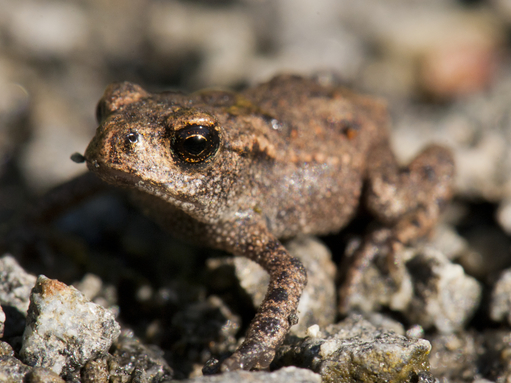 Toadlets | The Wildlife Trusts