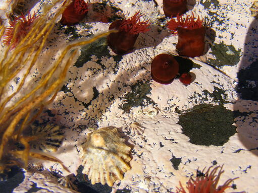 Rockpool wildlife | The Wildlife Trusts