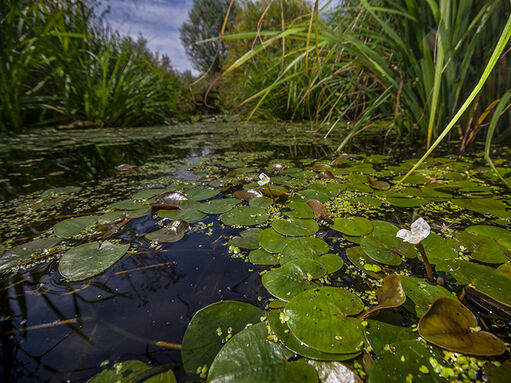 Restoring the Gwent Levels | The Wildlife Trusts
