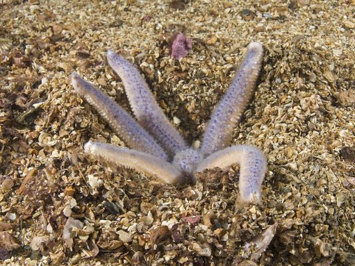 Common starfish | The Wildlife Trusts