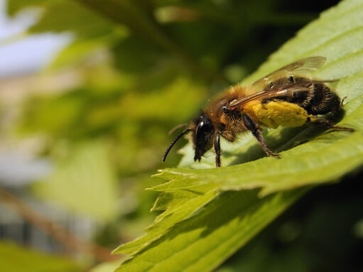 Identify solitary bees in the UK | The Wildlife Trusts