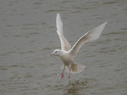 Gull roosts | The Wildlife Trusts