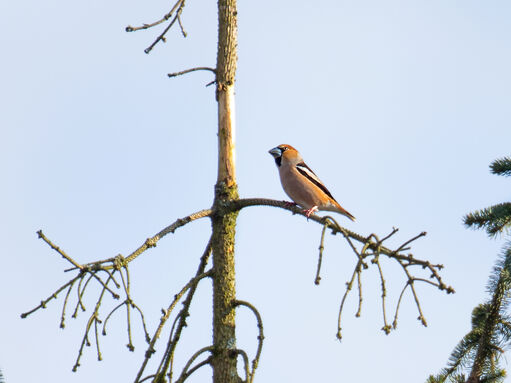 Where to see a hawfinch | The Wildlife Trusts