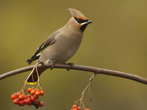 Where to see waxwings | The Wildlife Trusts