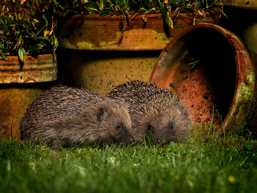 30 Days Wild (2) | The Wildlife Trusts