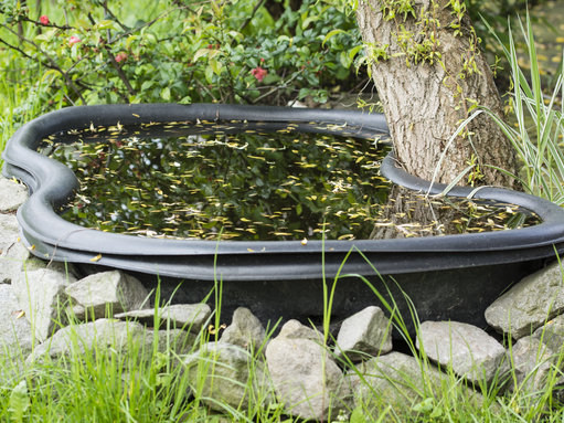 How to create a mini pond | The Wildlife Trusts