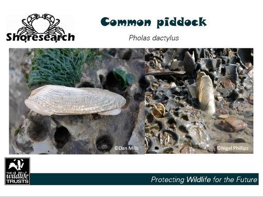 Shoresearch | The Wildlife Trusts