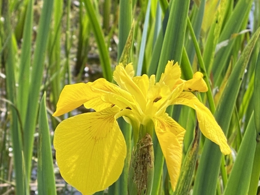 Yellow iris | The Wildlife Trusts