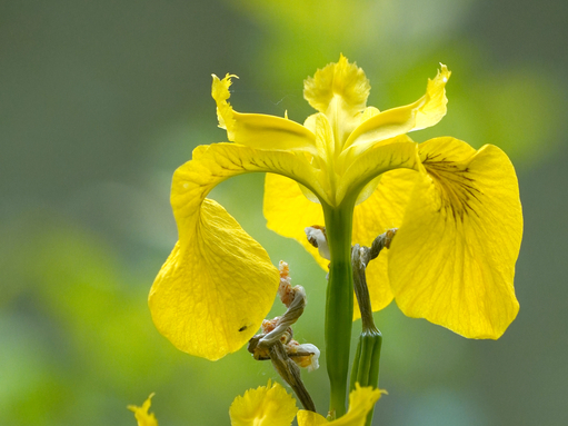 Yellow iris | The Wildlife Trusts