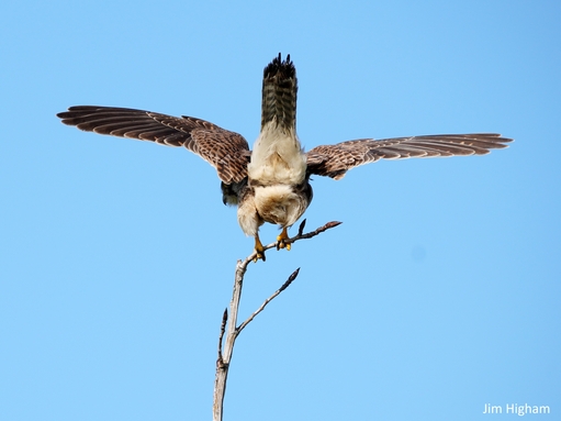 Kestrel | The Wildlife Trusts