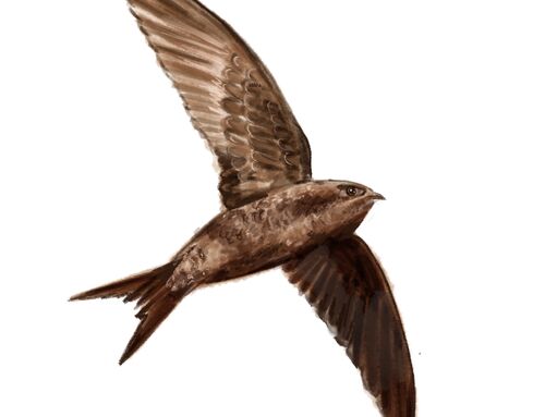 How to identify swifts, swallows, sand martins and house martins | The ...