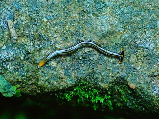 Planaria | The Wildlife Trusts