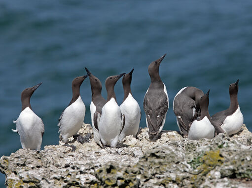 Give our seas better protection! | The Wildlife Trusts