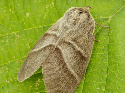 Fox moth | The Wildlife Trusts