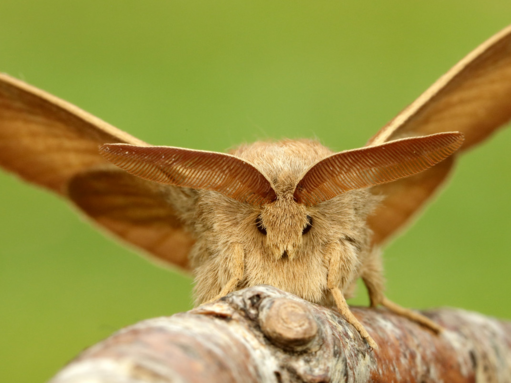 Fox moth | The Wildlife Trusts