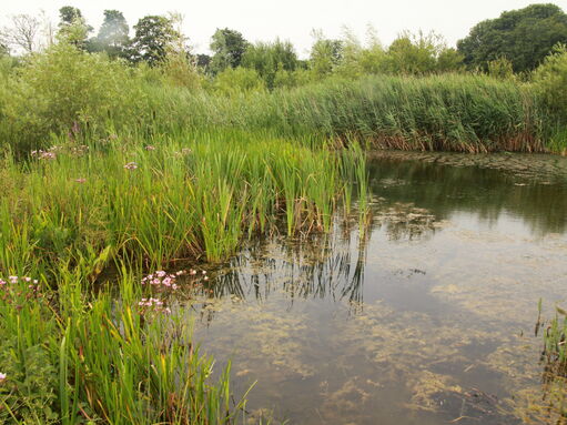 More than local: Why Local Wildlife Sites matter nationally | The ...