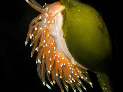 What is a Nudibranch? | The Wildlife Trusts
