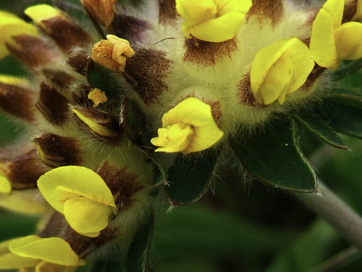 Kidney vetch | The Wildlife Trusts