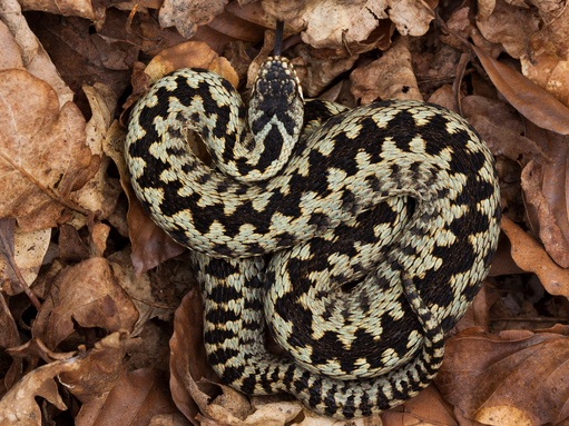 Identify UK snakes | The Wildlife Trusts