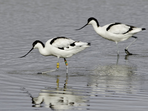 Great Fen Living Landscape | The Wildlife Trusts