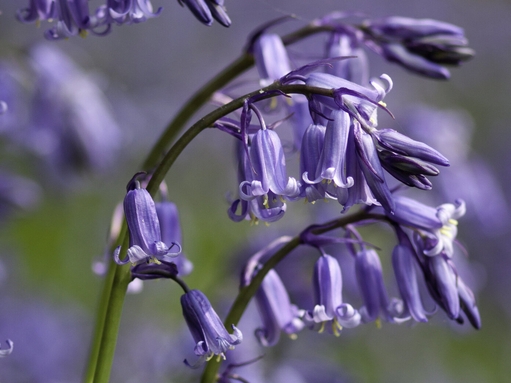 Spanish or native bluebell | The Wildlife Trusts