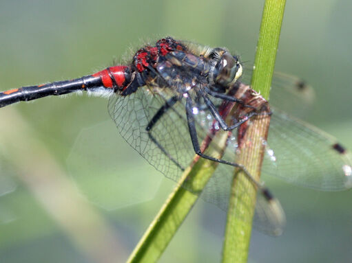 Ban the burn – protect all peat! | The Wildlife Trusts