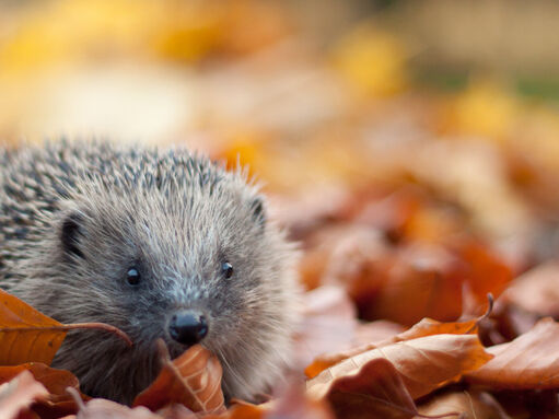 How to check your bonfire for hedgehogs | The Wildlife Trusts