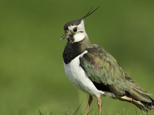 Great Fen Living Landscape | The Wildlife Trusts