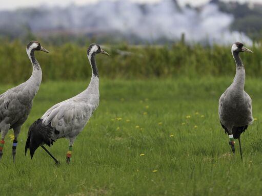 Great Fen Living Landscape | The Wildlife Trusts