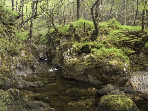 Where to see UK rainforest | The Wildlife Trusts