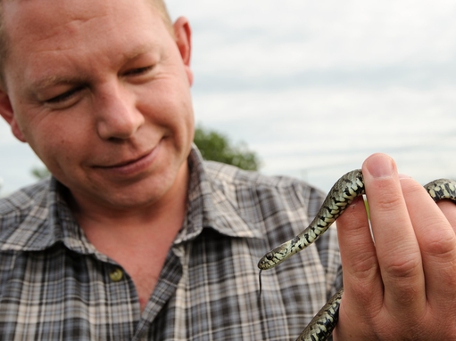 Identify UK snakes | The Wildlife Trusts