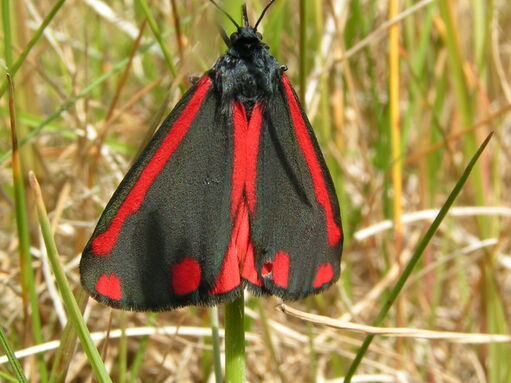Cinnabar | The Wildlife Trusts