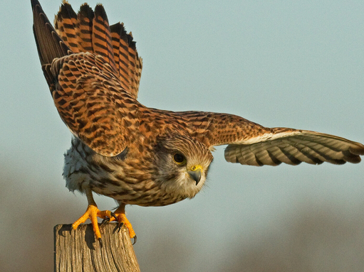 Kestrel | The Wildlife Trusts