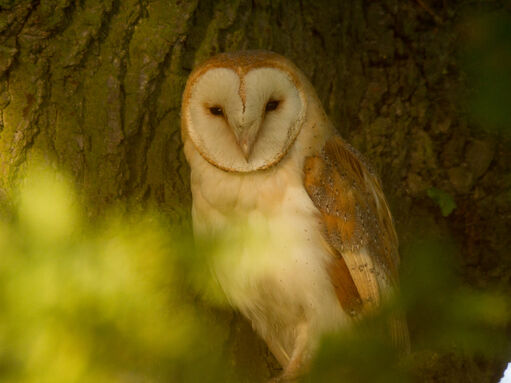 Join Suffolk Wildlife Trust | The Wildlife Trusts