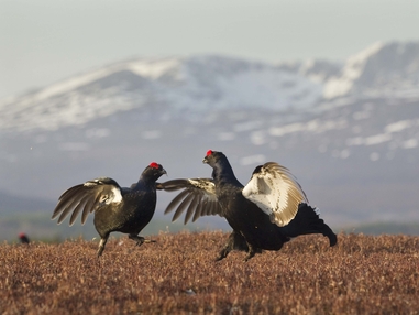 Wild Peak | The Wildlife Trusts
