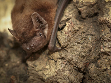 Bats | The Wildlife Trusts