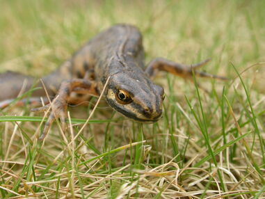 Newts | The Wildlife Trusts