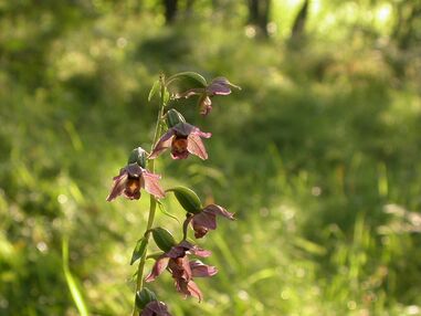 Broad-leaved helleborine | The Wildlife Trusts