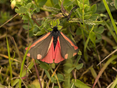Cinnabar | The Wildlife Trusts