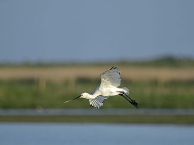 Spoonbill | The Wildlife Trusts