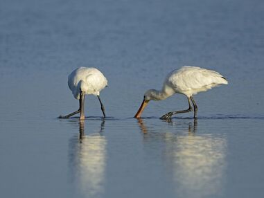 Spoonbill | The Wildlife Trusts