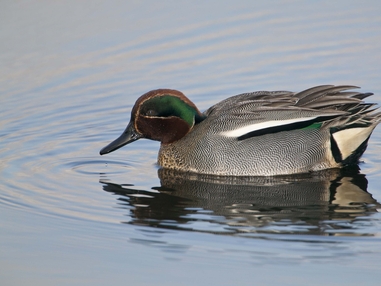 Wintering wildfowl | The Wildlife Trusts