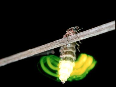 Where to see glow-worms | The Wildlife Trusts