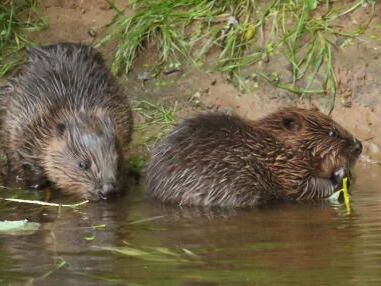 Where to see beavers | The Wildlife Trusts