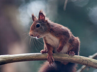 See red squirrels | The Wildlife Trusts