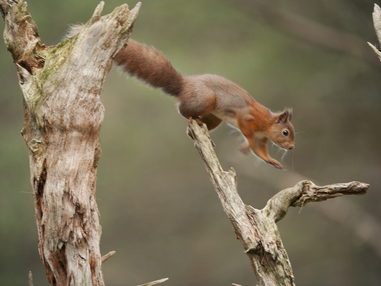 Red squirrels | The Wildlife Trusts