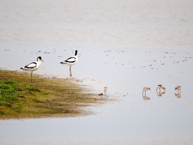 Avocets | The Wildlife Trusts